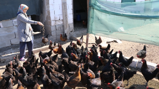 ‘Gezen tavuk' hayatlarını değiştirdi