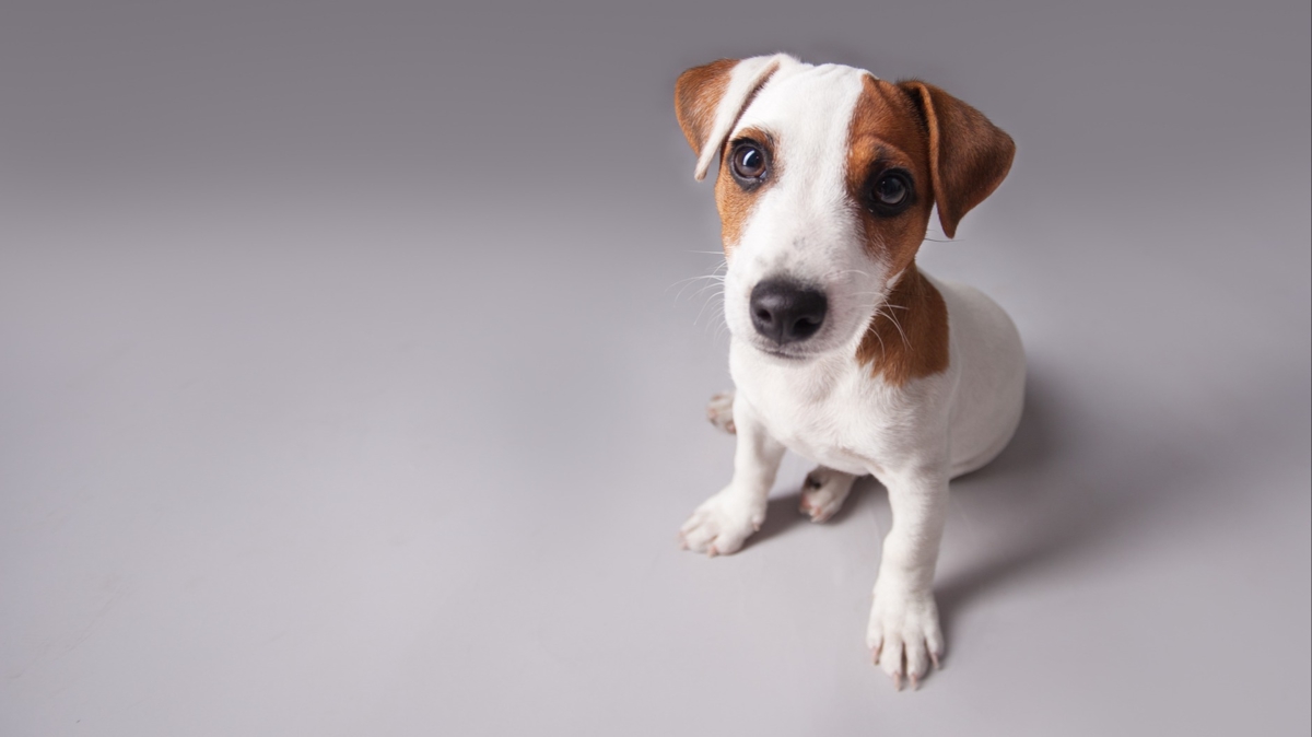 Can dostlar korkunun da kokusunu alıyor